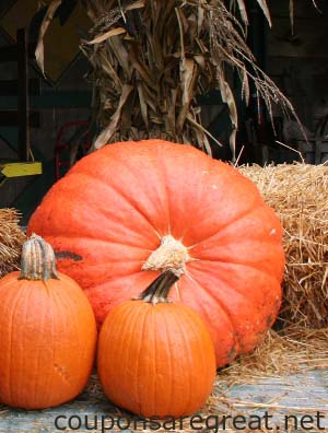Atlanta Area Pumpkin Patches: Berry Patch, Big Springs, Kinsey Family ...